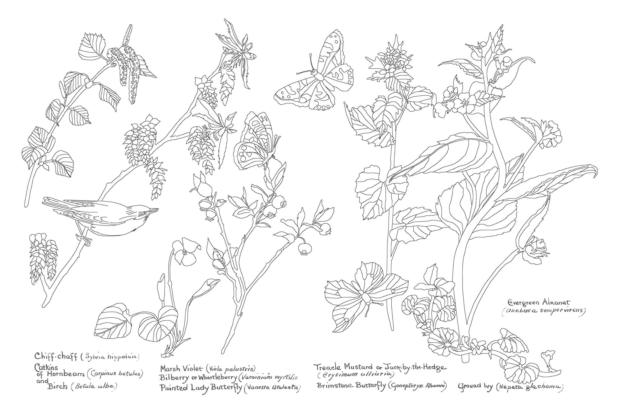 A gorgeous book to give: The Country Diary of an Edwardian Lady by ...